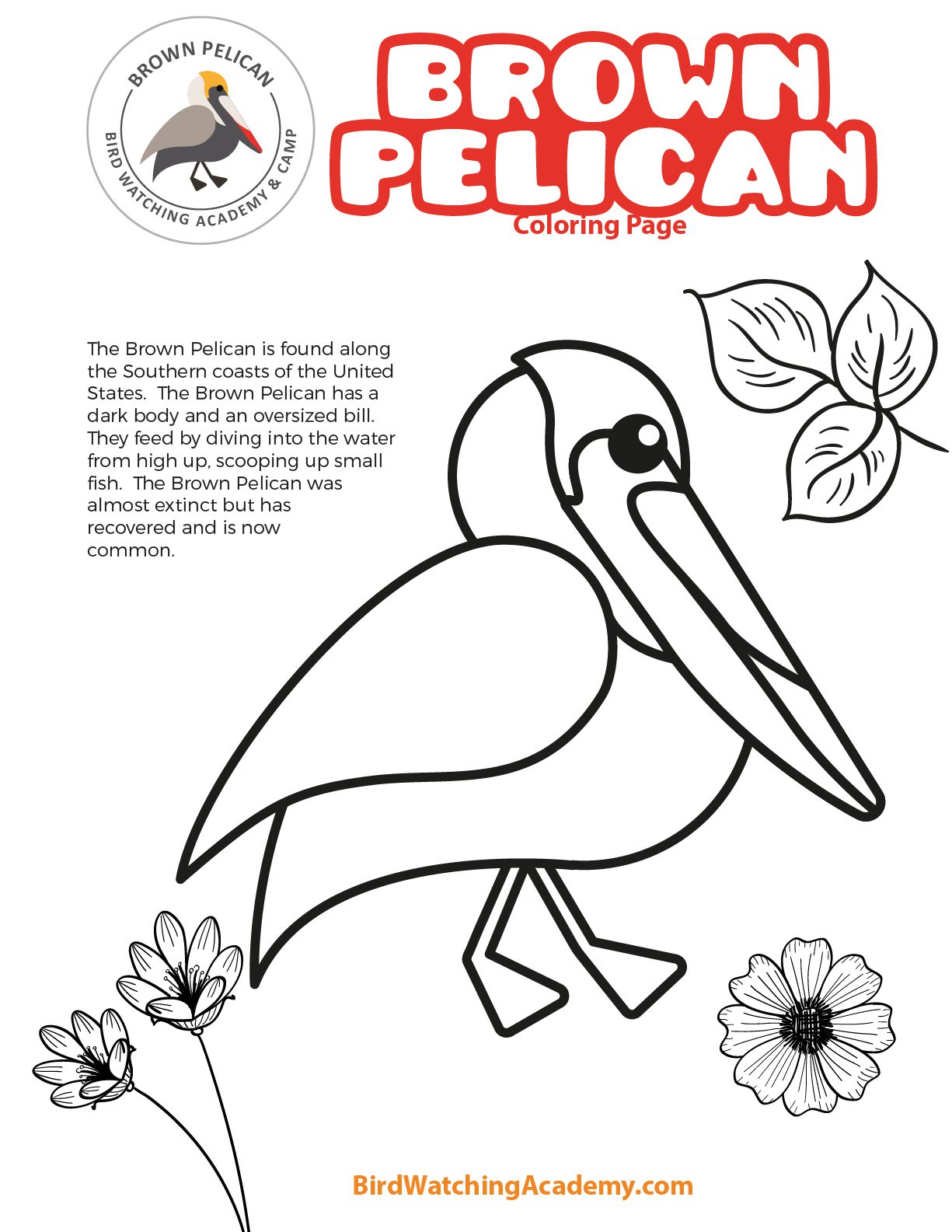 Brown Pelican Coloring Page – My Store