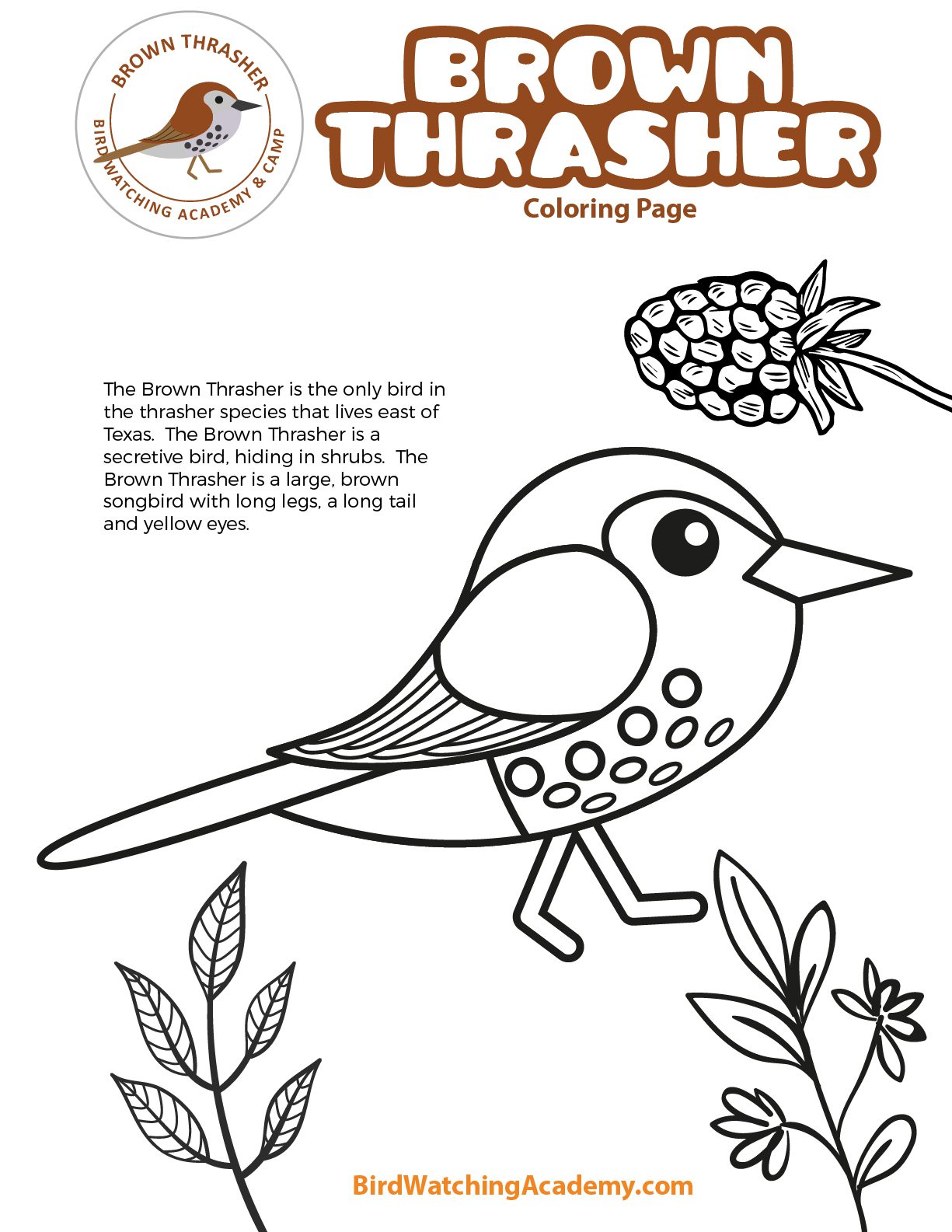 Brown Thrasher Coloring Page – My Store