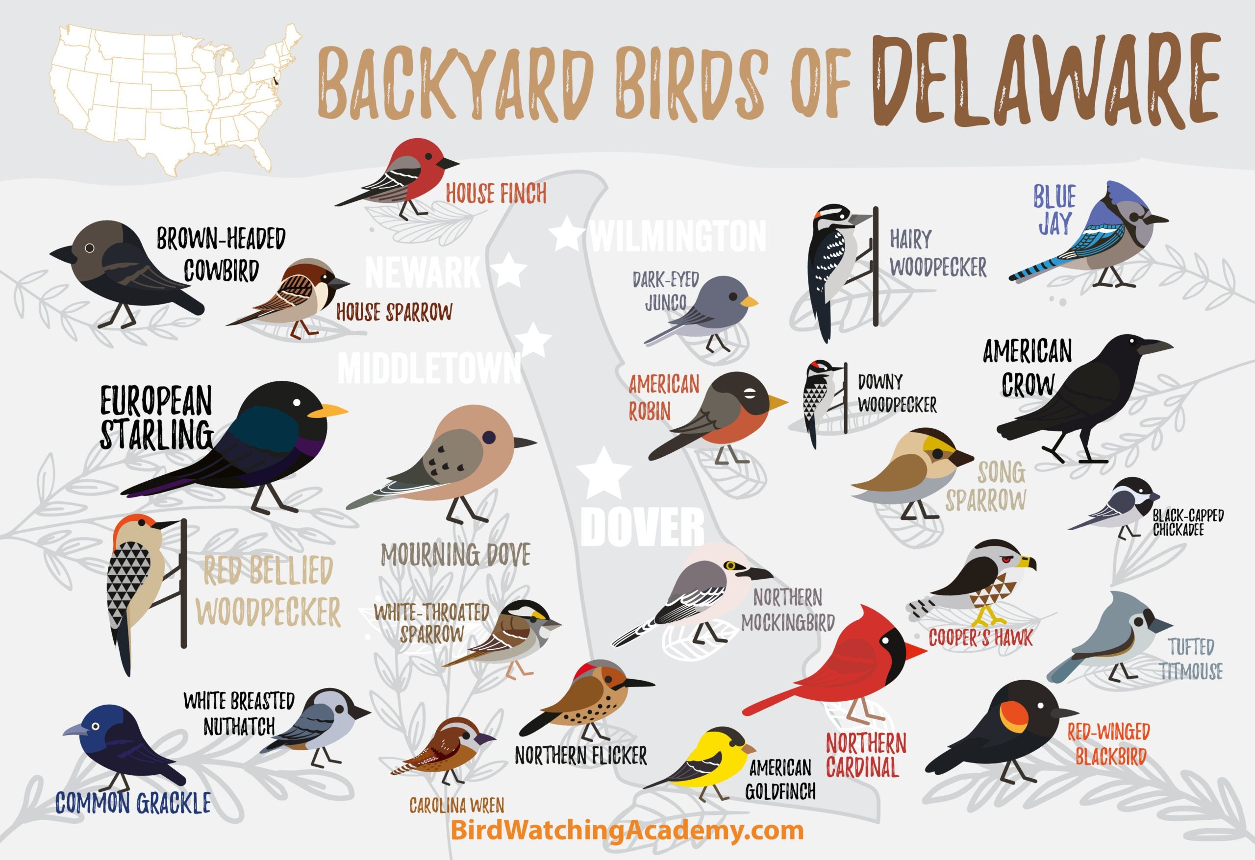 Backyard Birds of Delaware – My Store