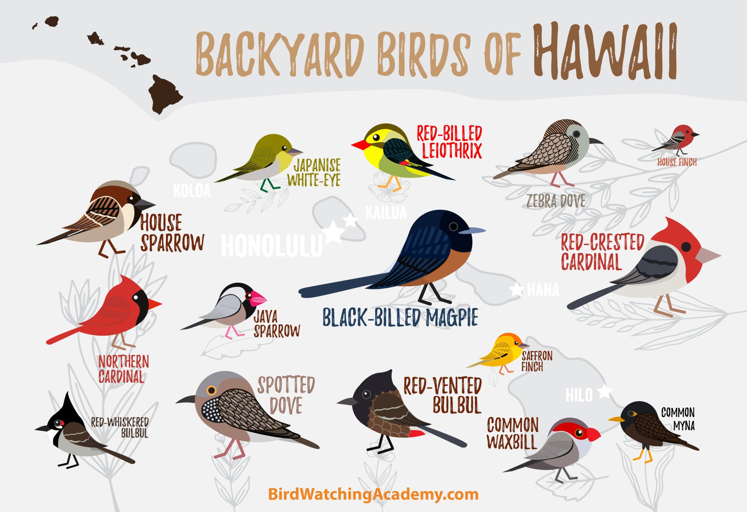 Backyard Birds of Hawaii – My Store