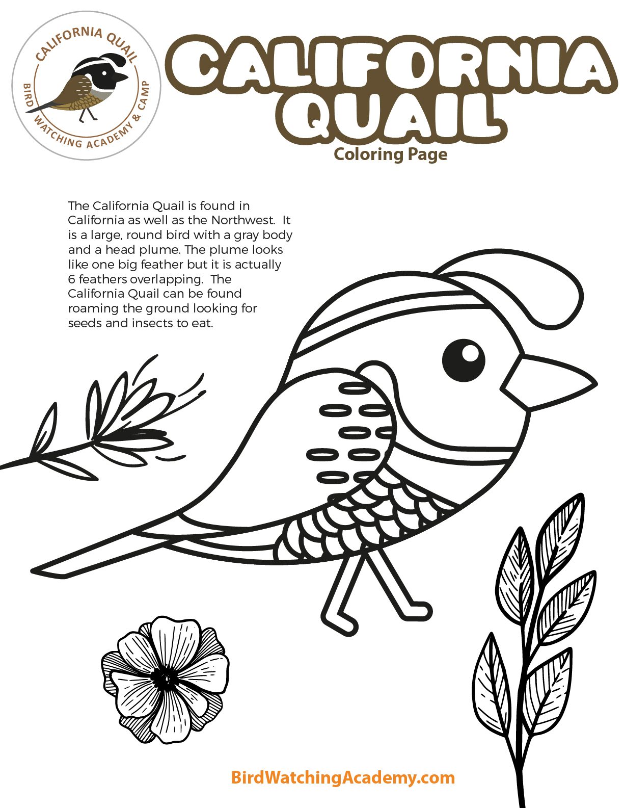 California Quail Coloring Page – My Store