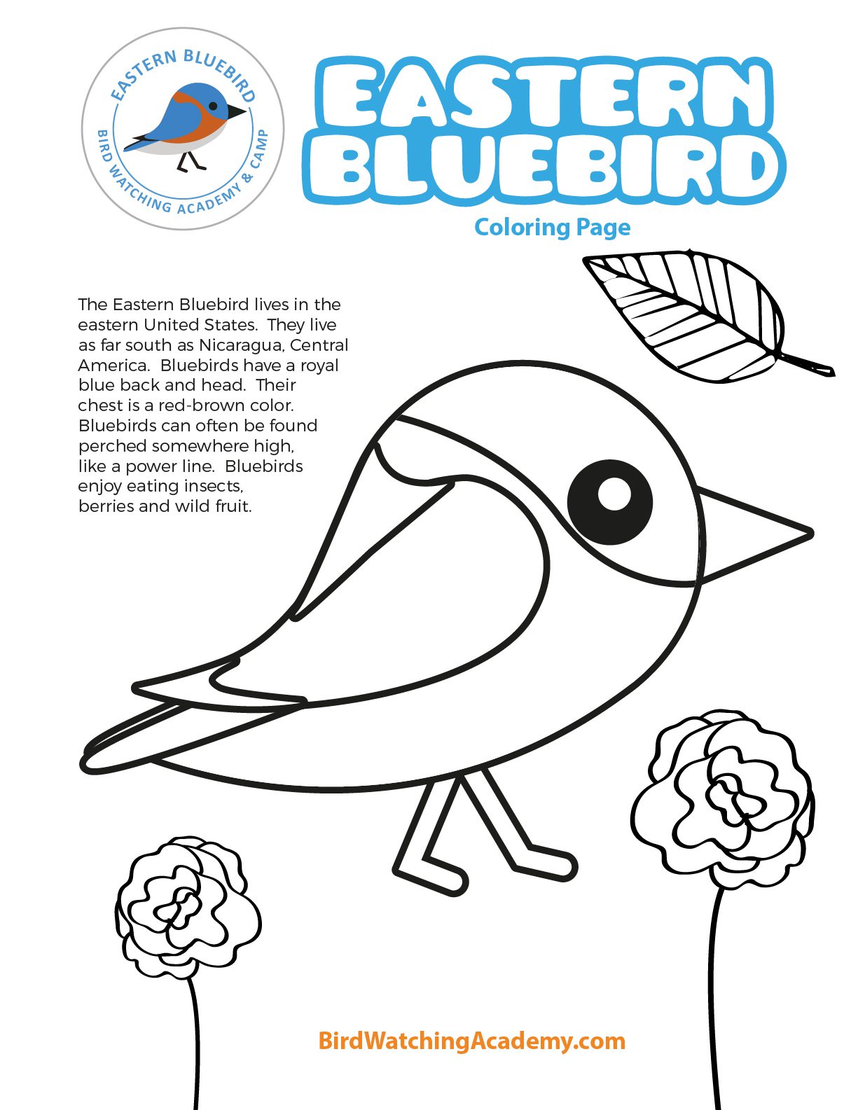Eastern Bluebird Coloring Page – My Store