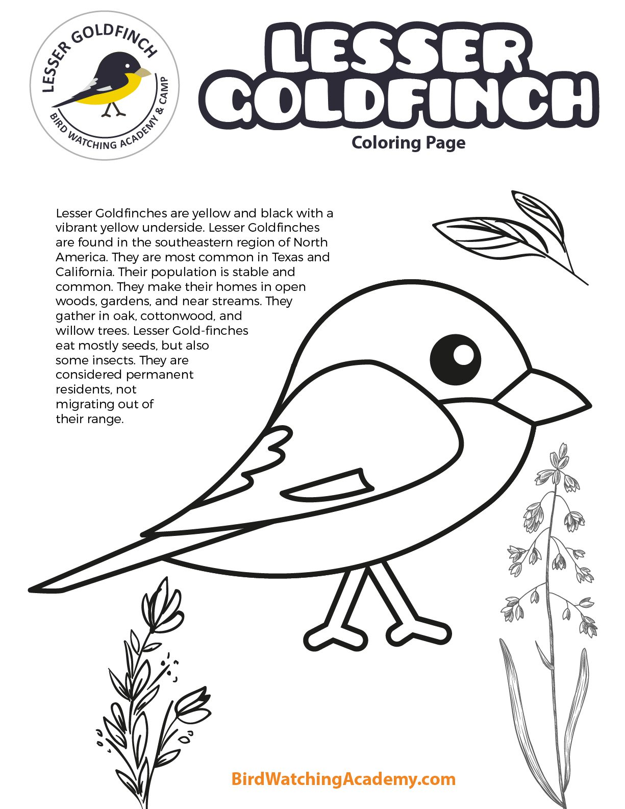 Lesser Goldfinch Coloring Page – My Store