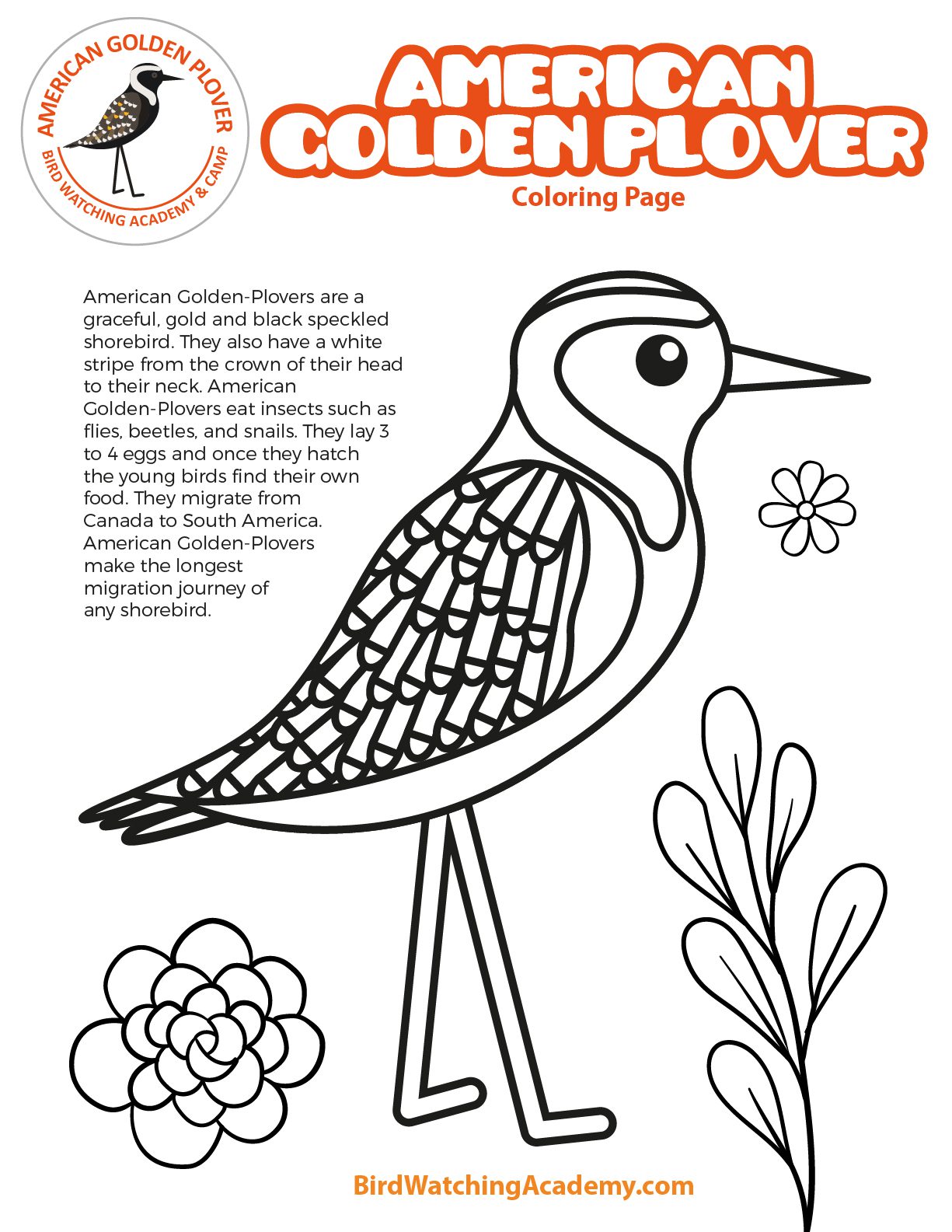 American Golden-Plover Coloring Page – My Store