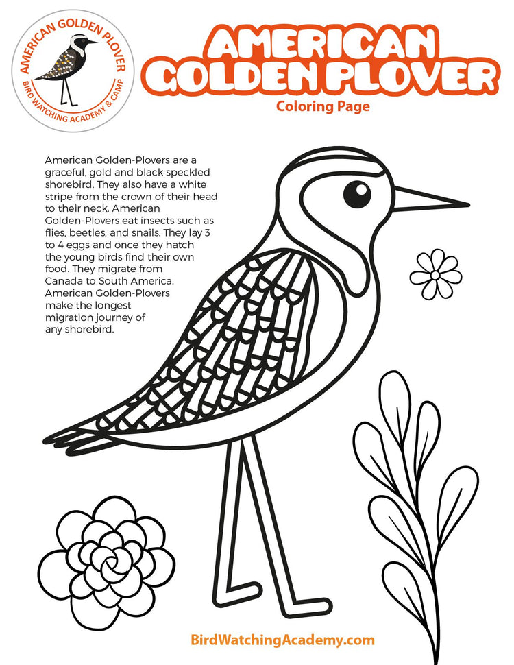 American Golden-Plover Coloring Page – My Store