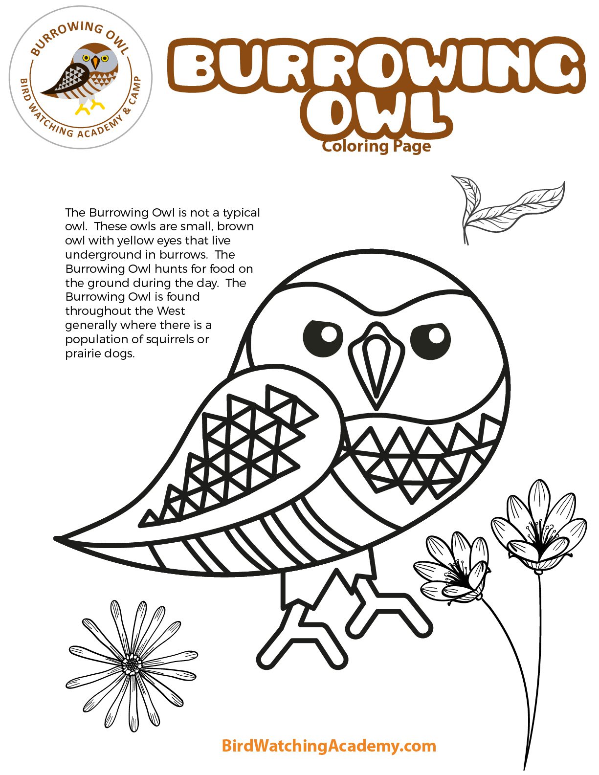 Burrowing Owl Coloring Page – My Store