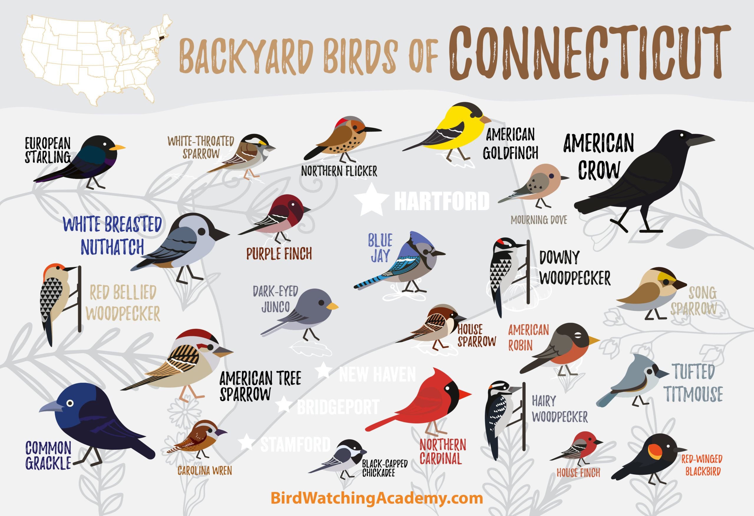 Backyard Birds of Connecticut – My Store