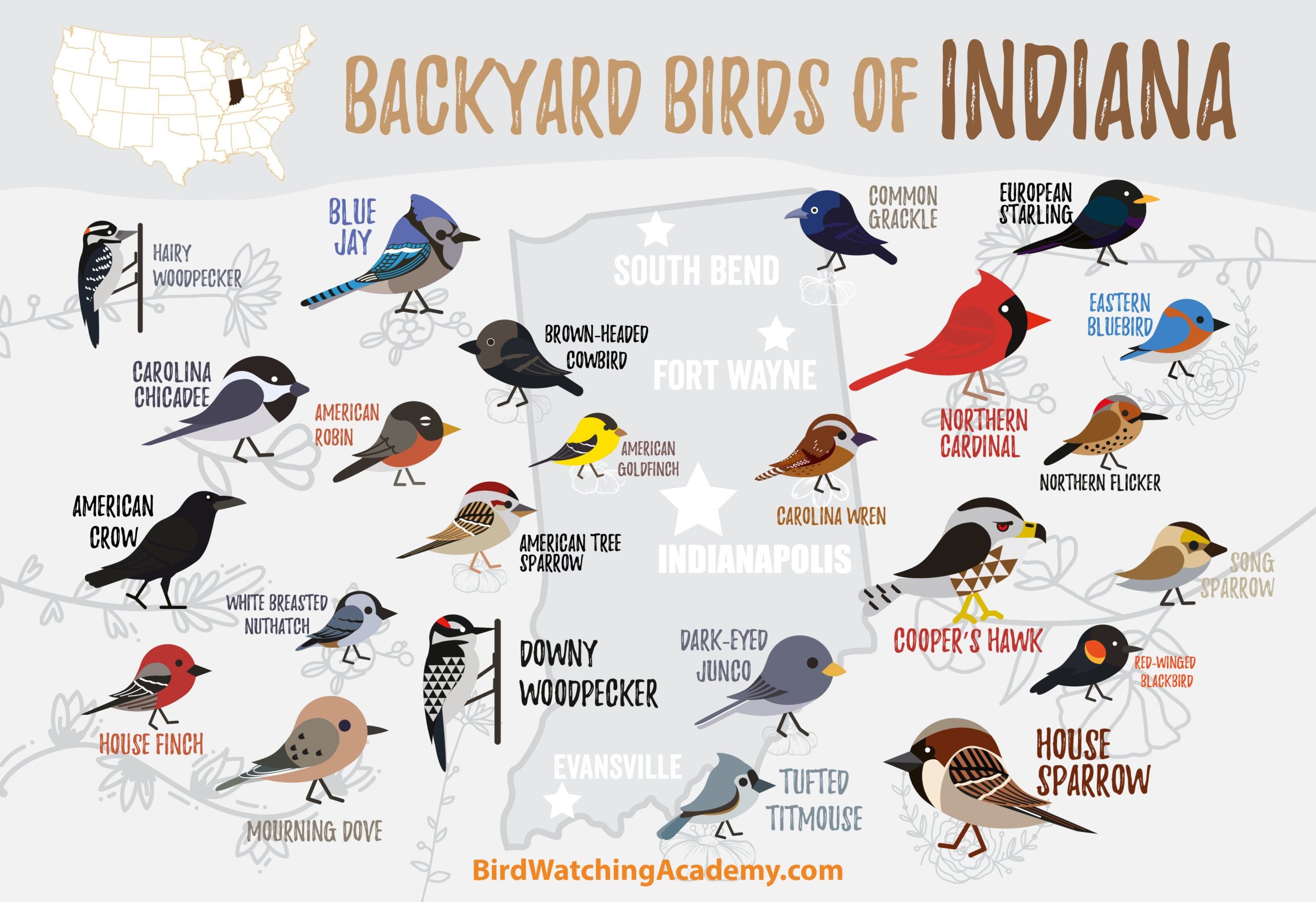 Backyard Birds of Indiana – My Store