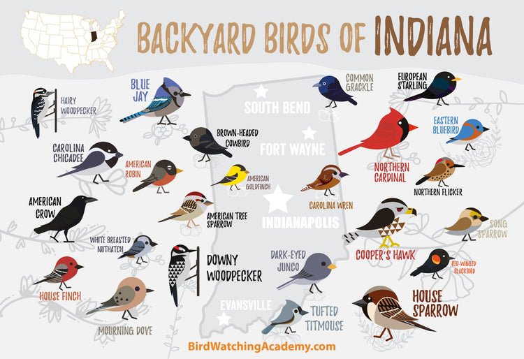 Backyard Birds of Indiana – My Store
