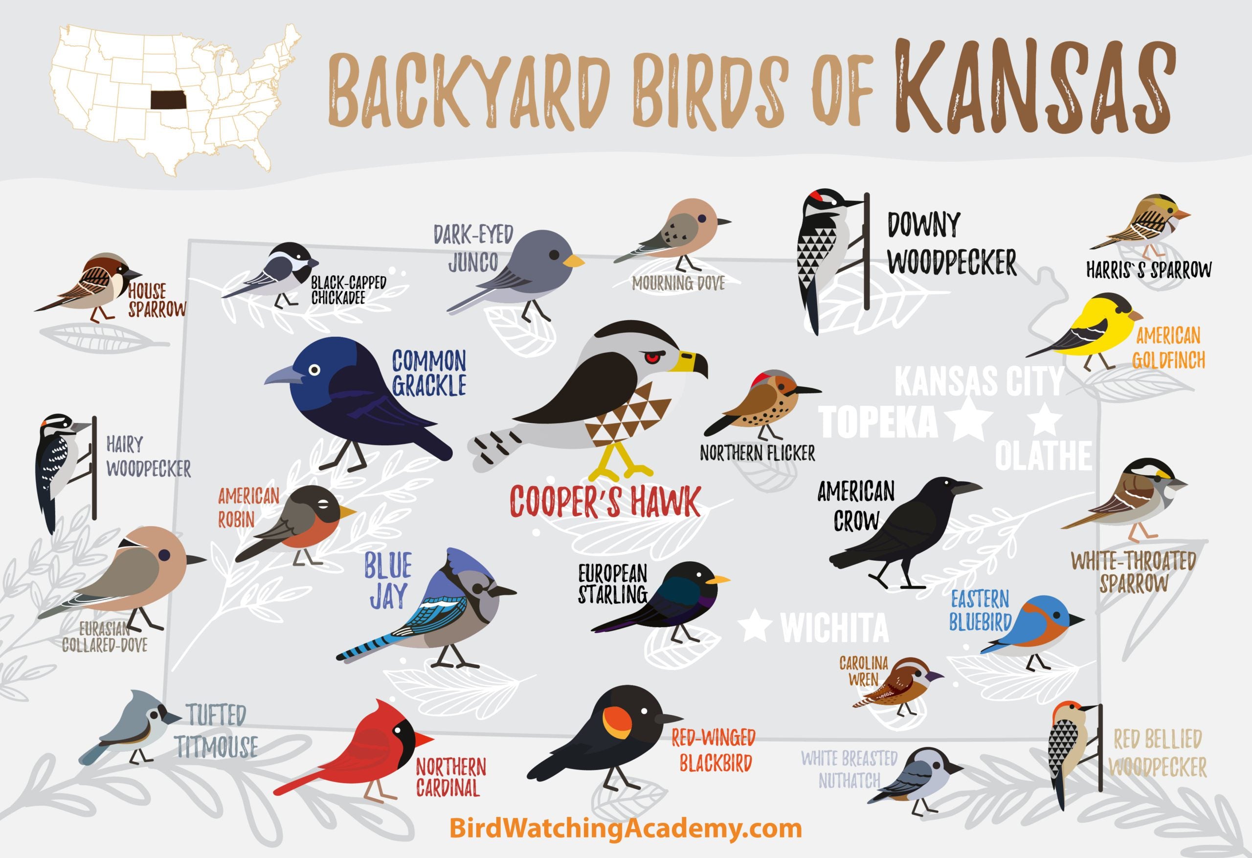 Backyard Birds of Kansas – My Store