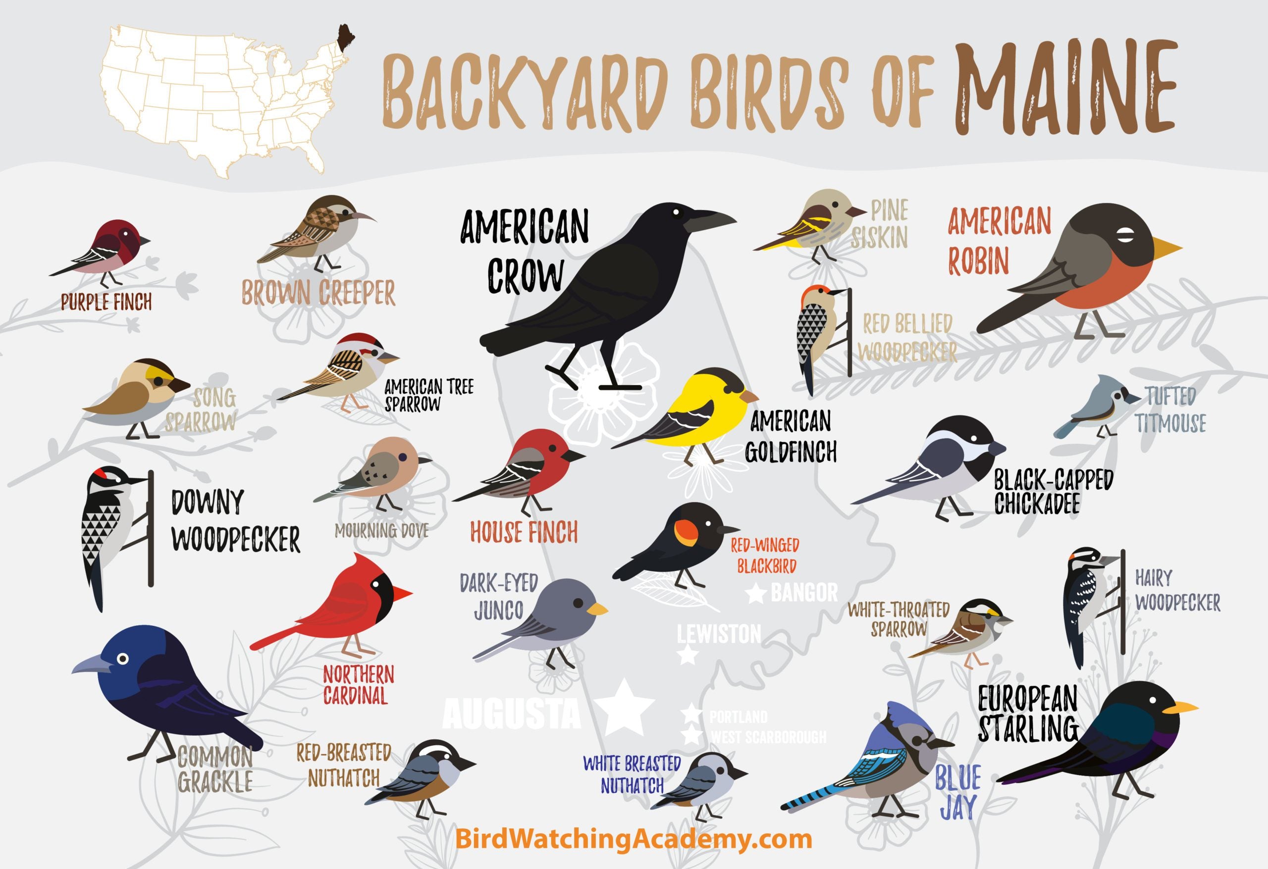 Backyard Birds of Maine – My Store