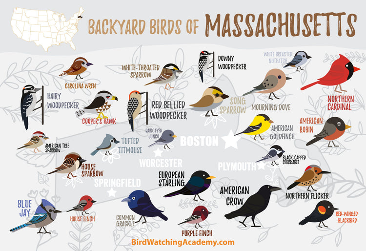 Backyard Birds of Massachusetts – My Store