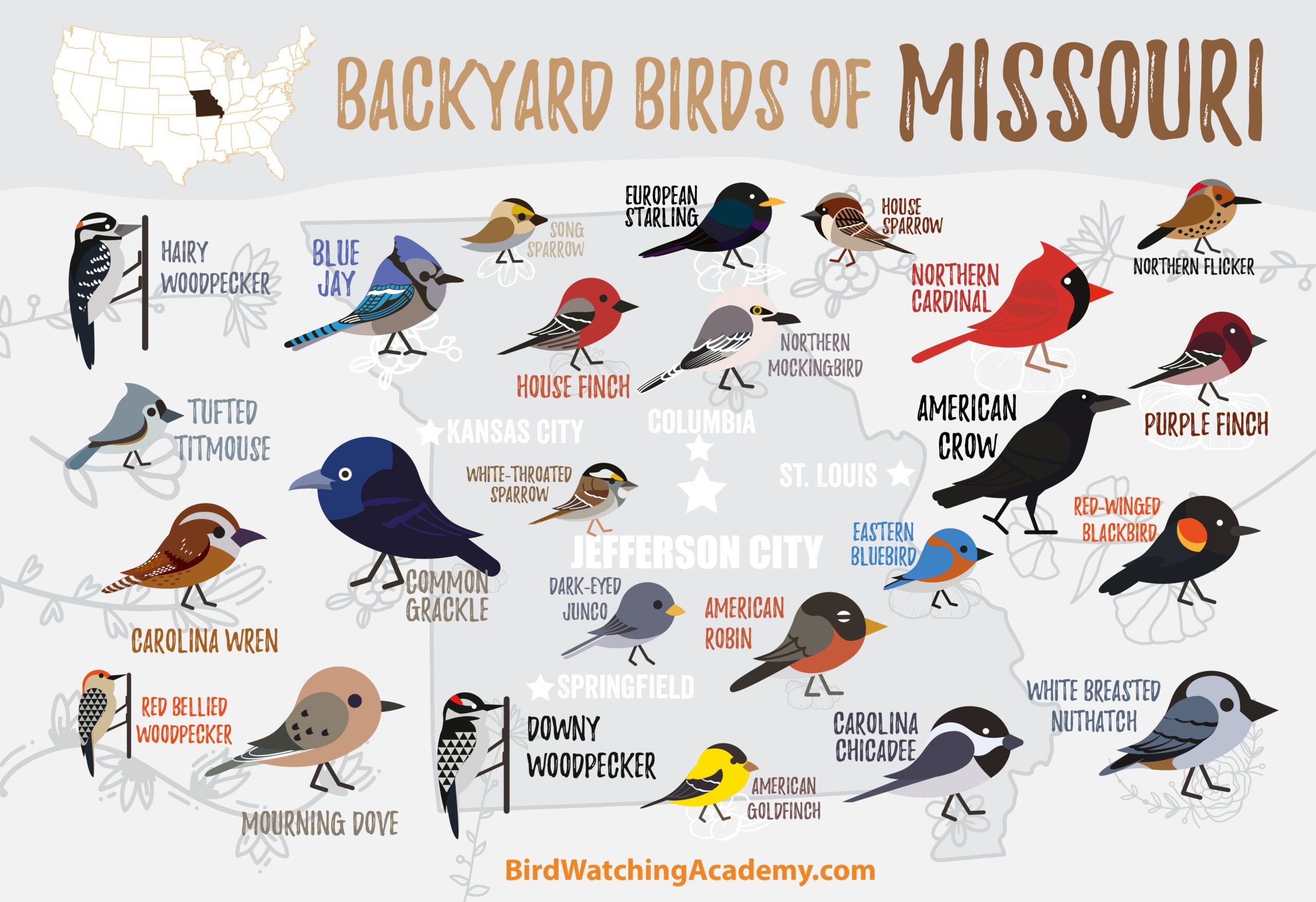 Backyard Birds of Missouri – My Store