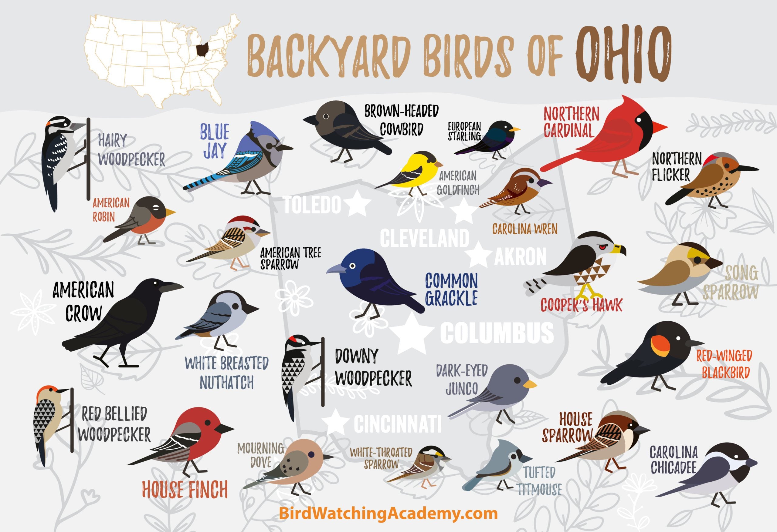 Backyard Birds of Ohio – My Store