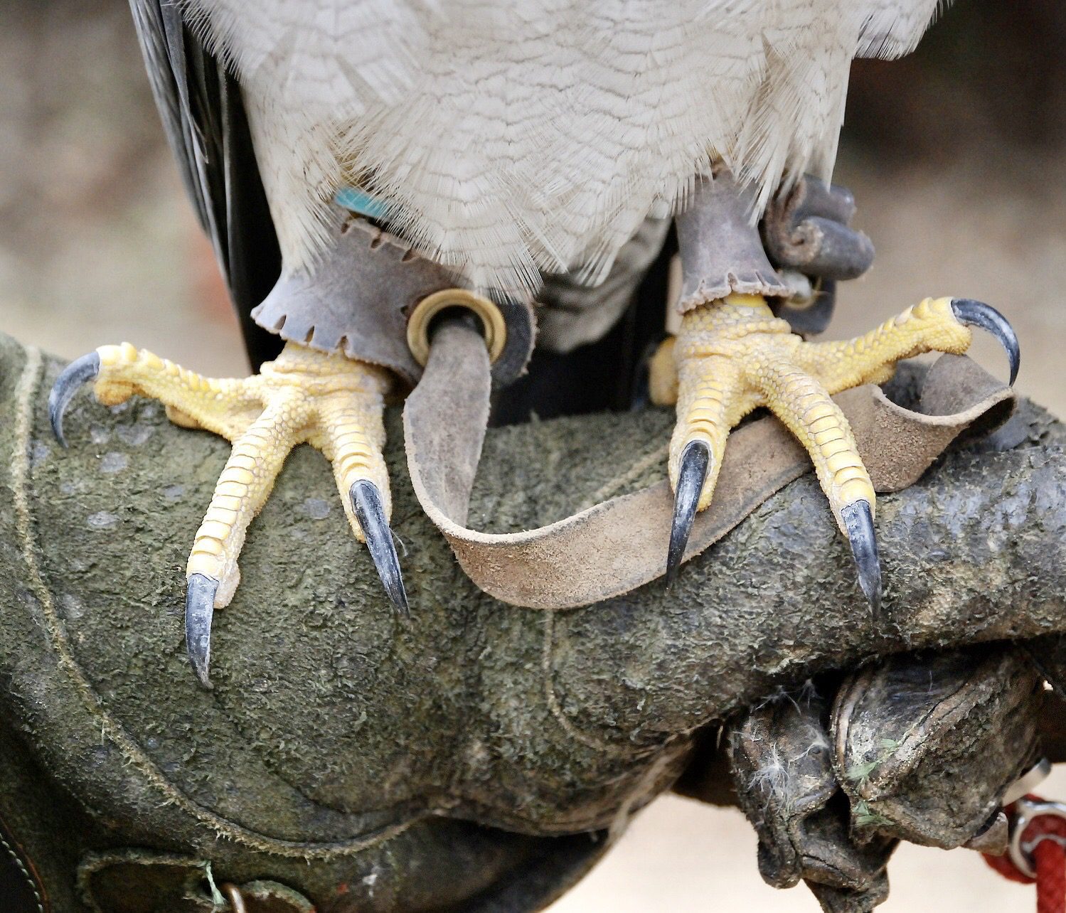 Bird Study Unit Lesson 4: Bird Feet – My Store