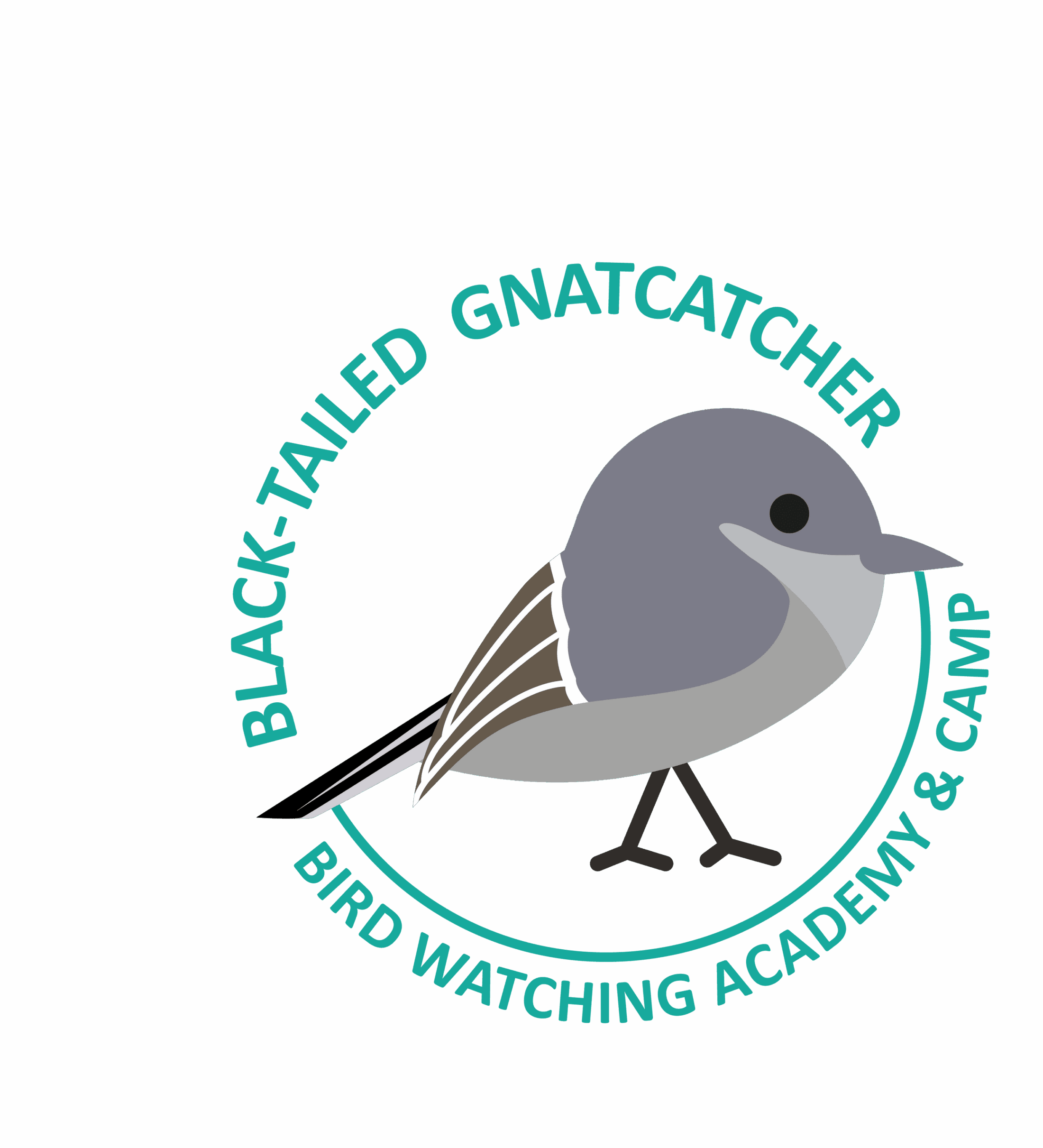 Black-tailed Gnatcatcher – My Store