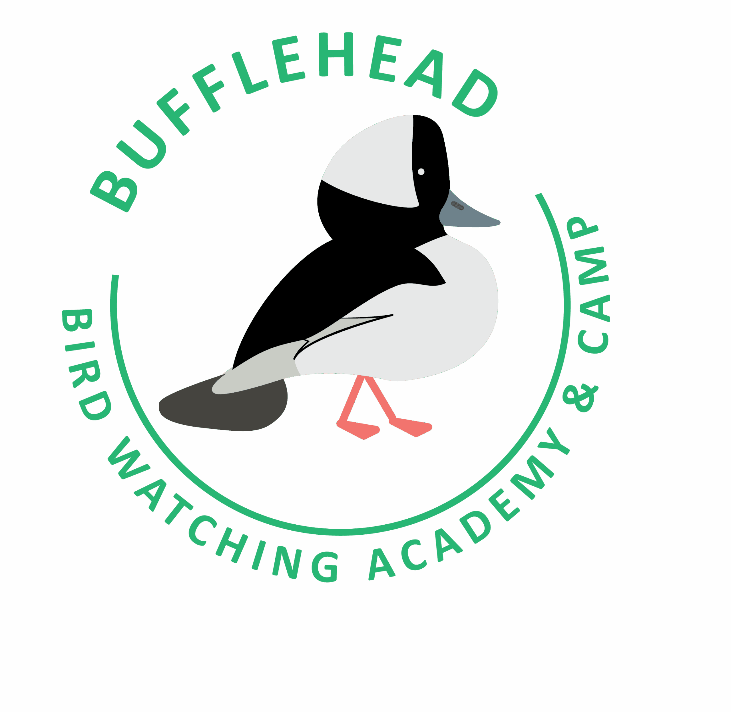 Bufflehead – My Store