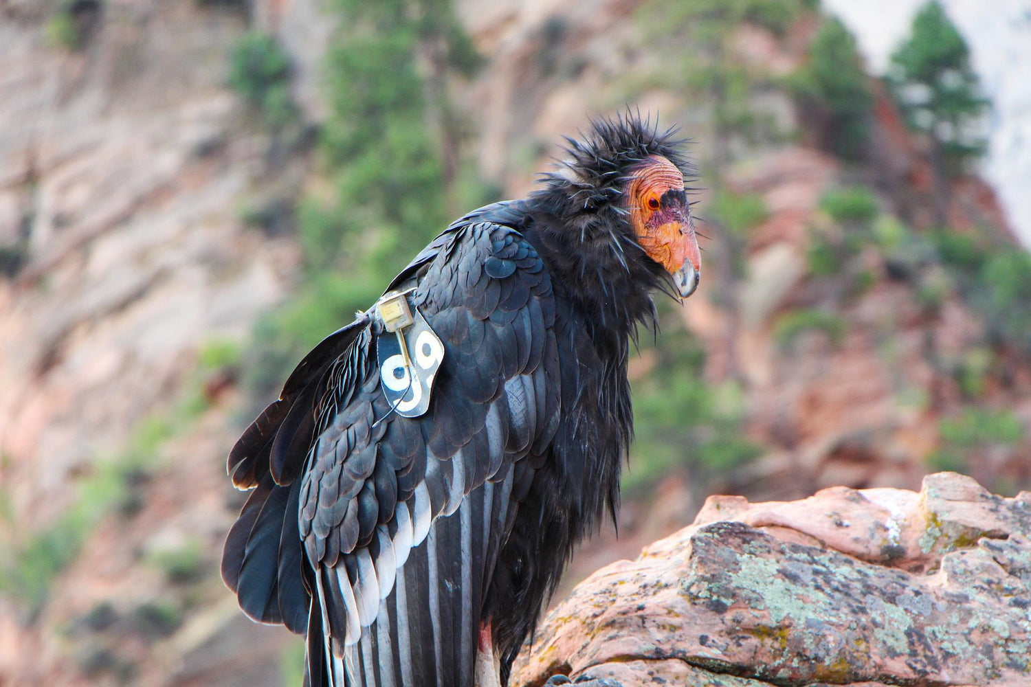 10 Amazing Facts About California Condors – My Store