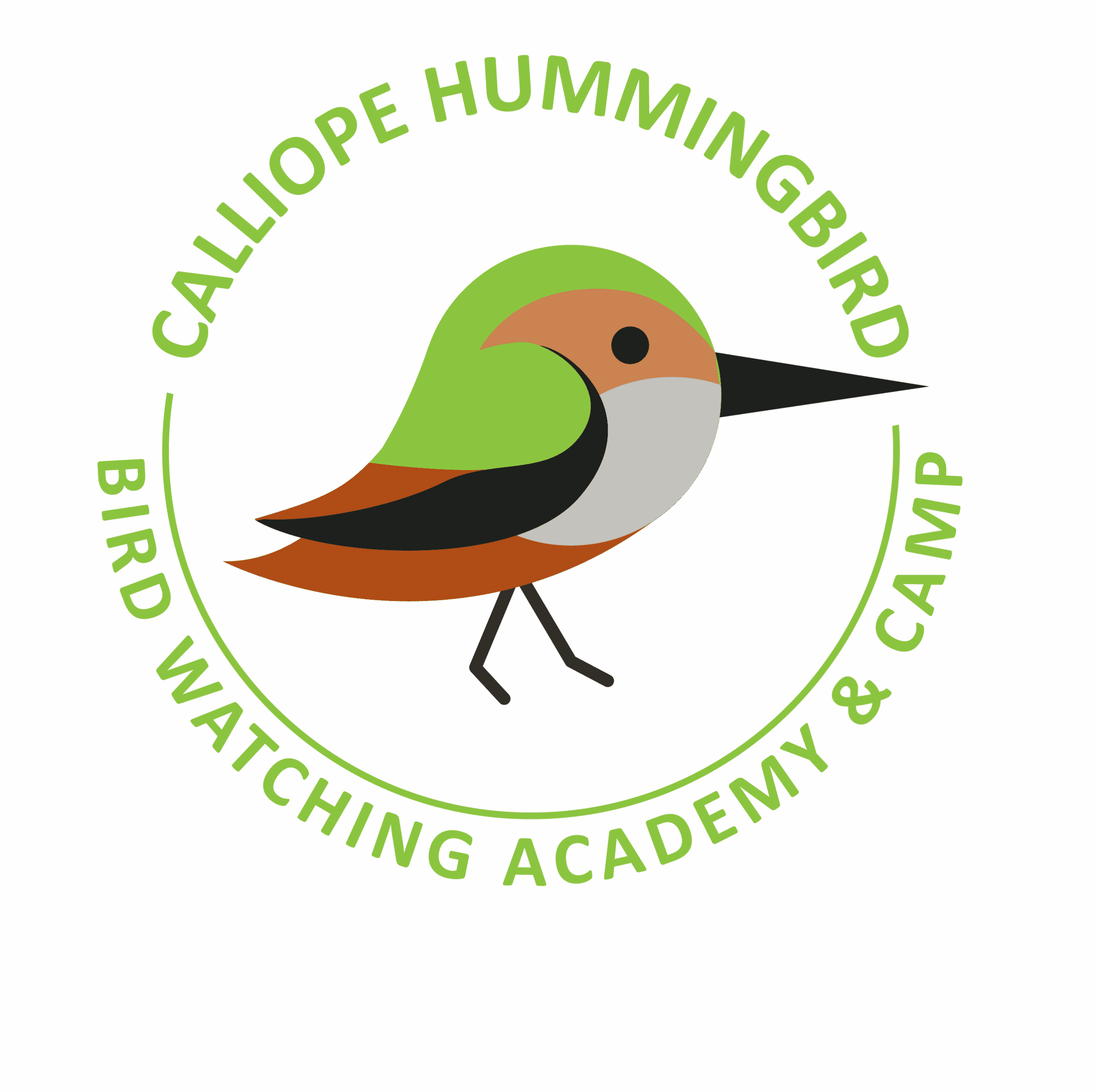 Calliope Hummingbird – My Store