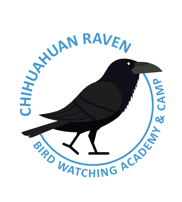 Chihuahuan Raven – My Store