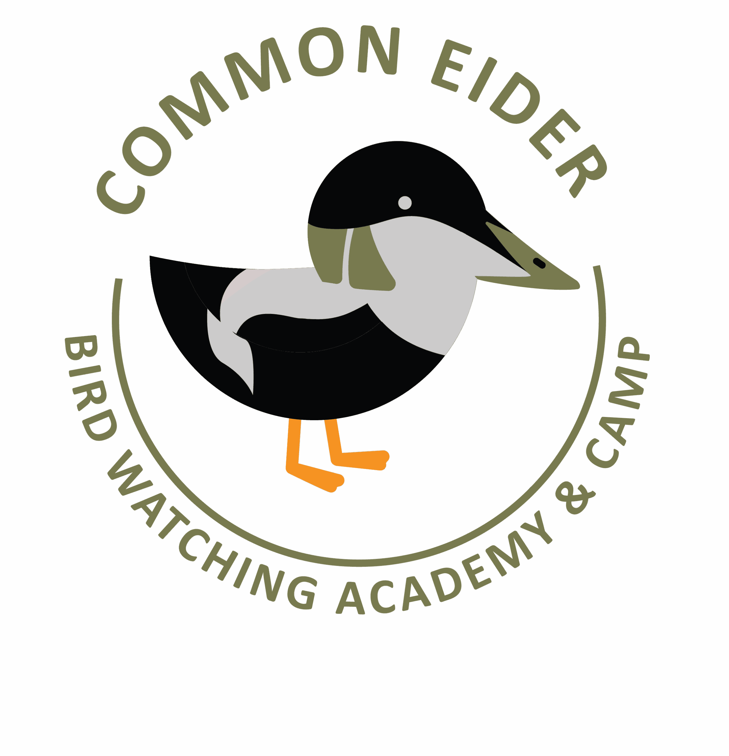 Common Eider – My Store