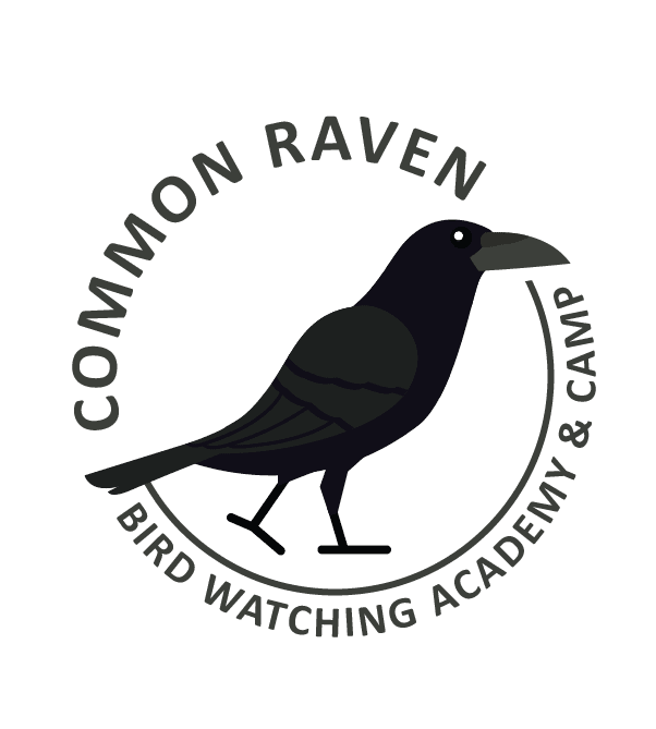 Common Raven – My Store