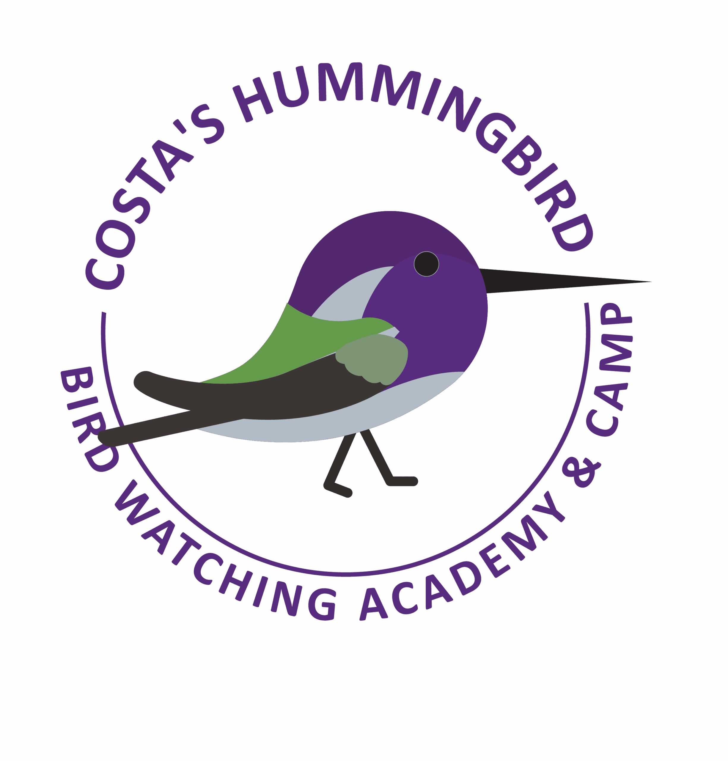 Costa's Hummingbird – My Store