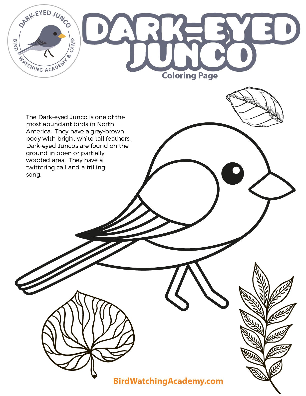Dark-eyed Junco Coloring Page – My Store