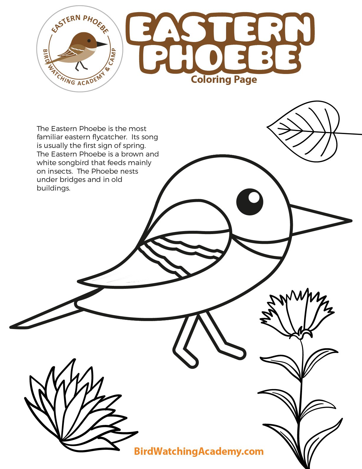 Eastern Phoebe Coloring Page – My Store