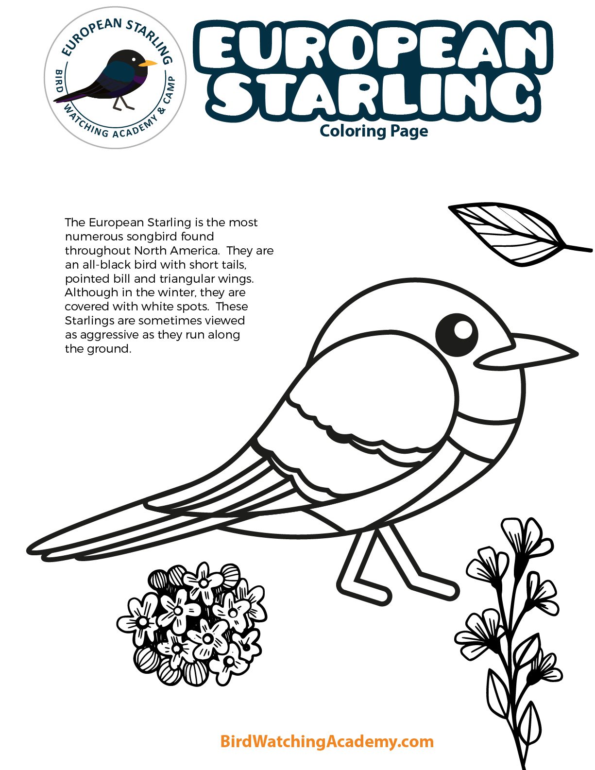 European Starling Coloring Page – My Store