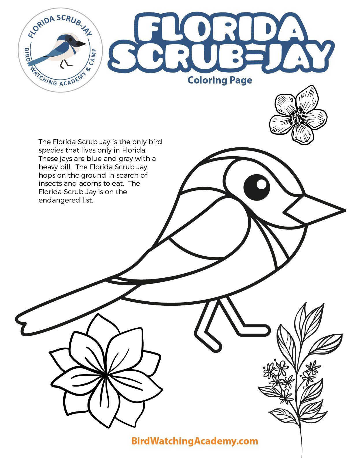 Florida Scrub-Jay Coloring Page – My Store
