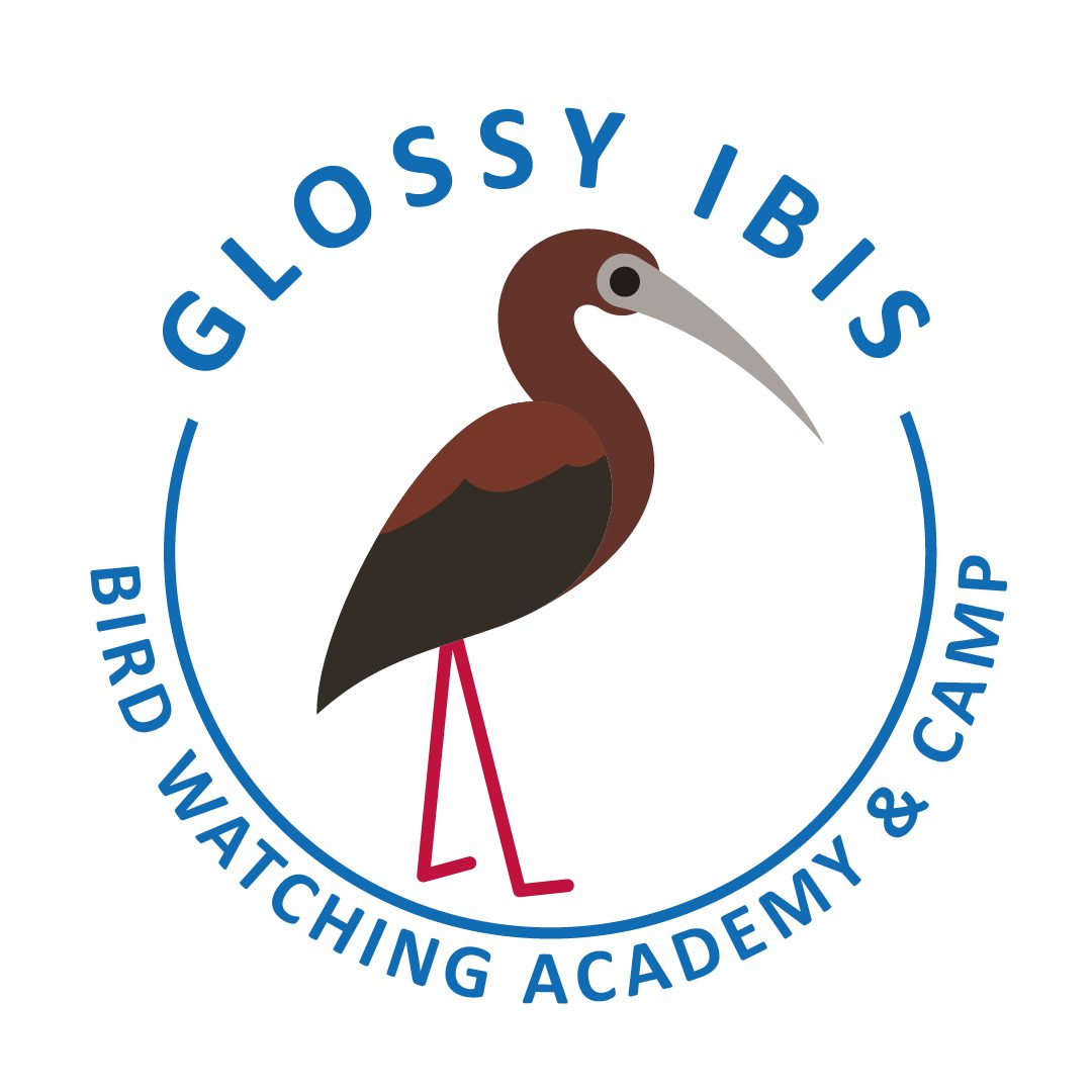 Glossy Ibis – My Store