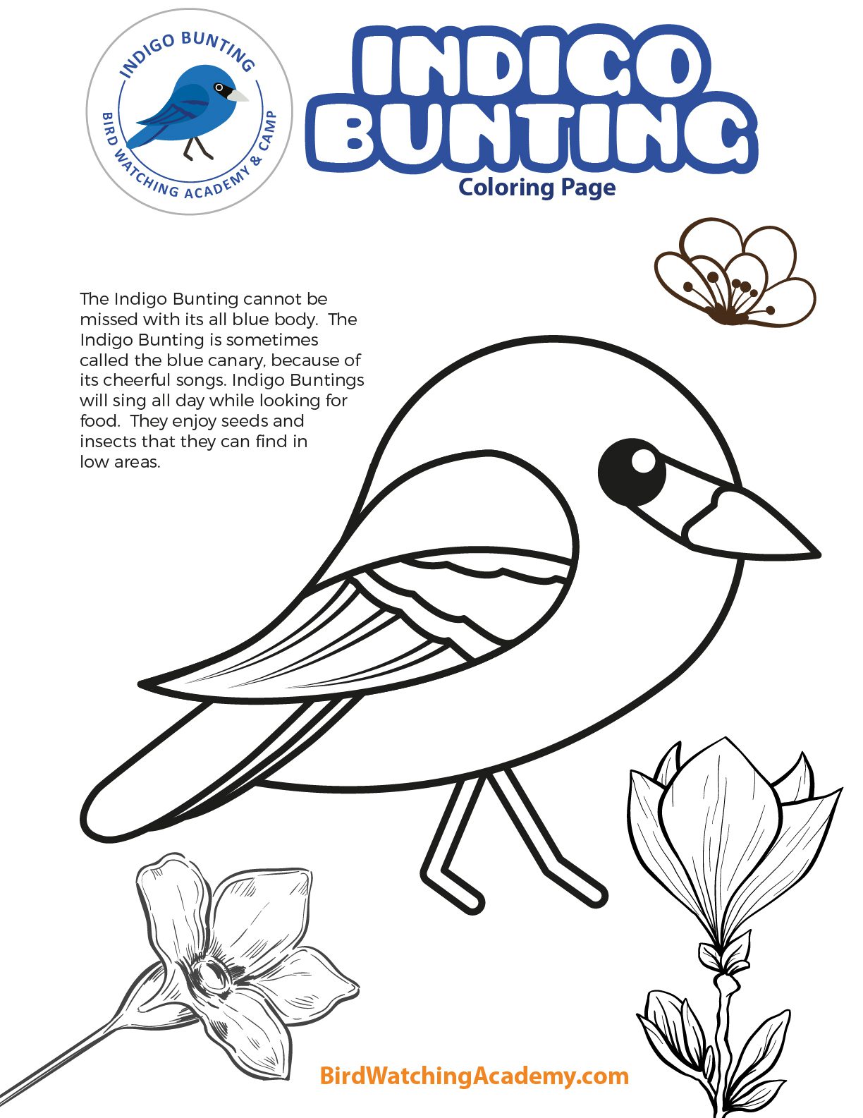 Indigo Bunting Coloring Page – My Store