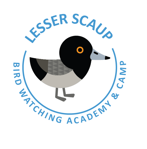 Lesser Scaup – My Store