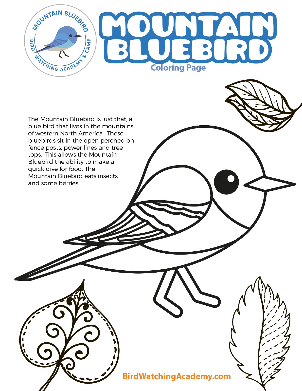 Mountain Bluebird Coloring Page – My Store