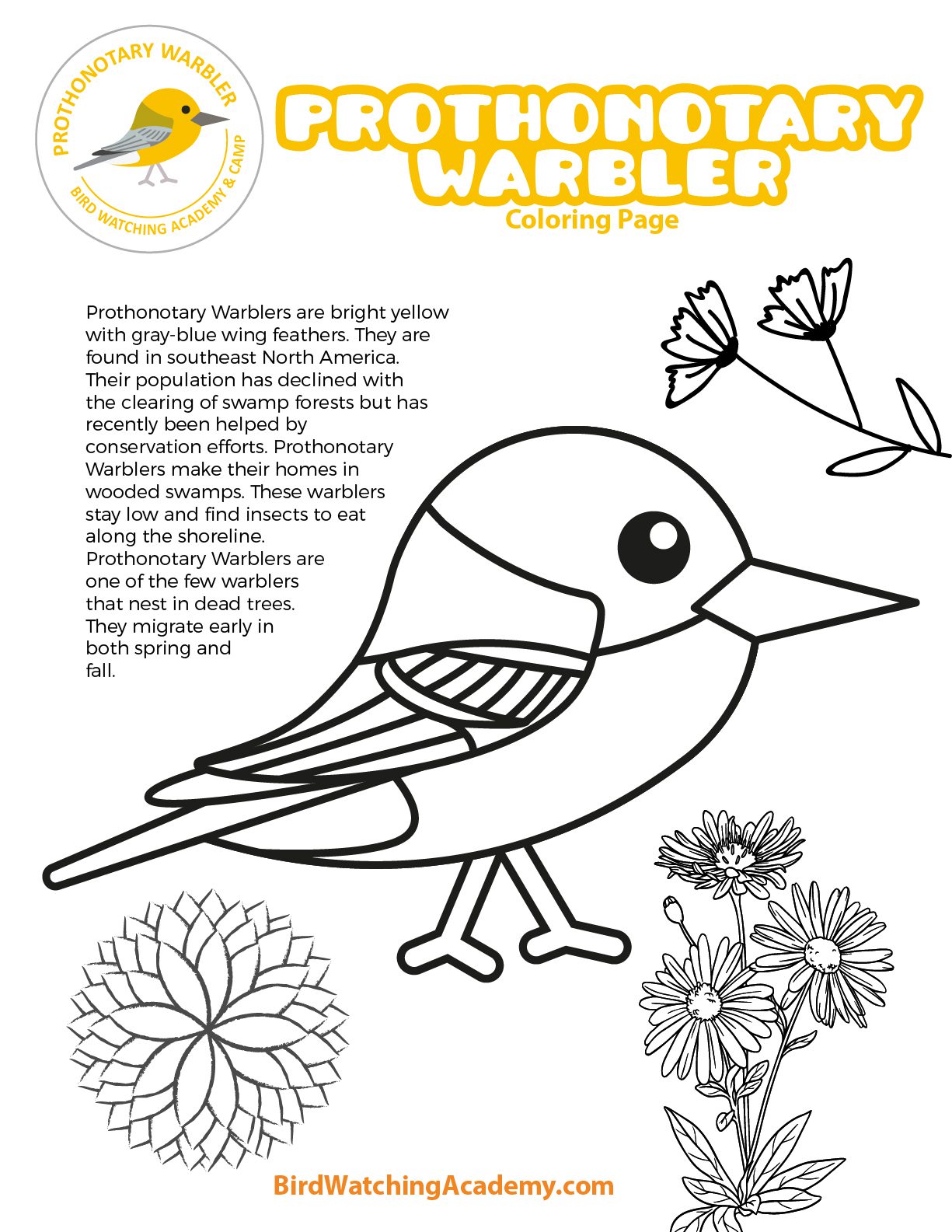 Prothonotary Warbler Coloring Page – My Store