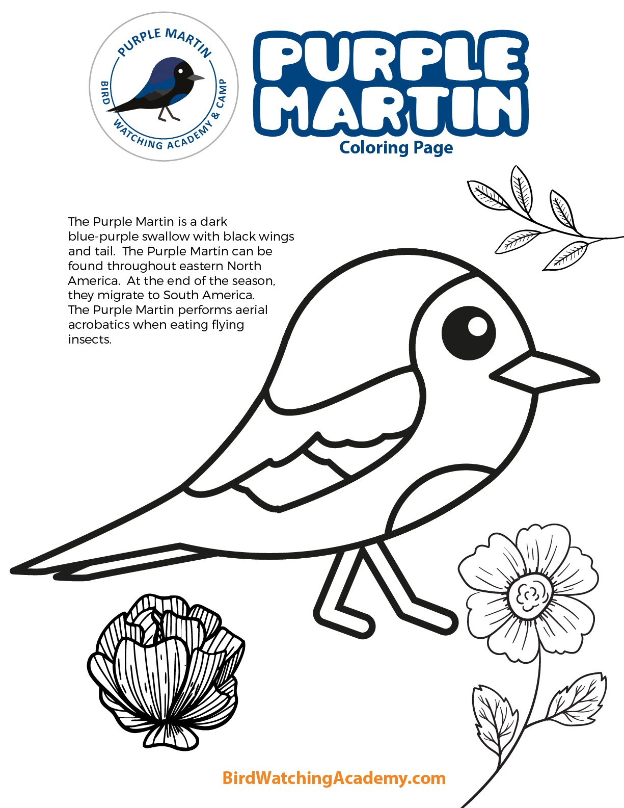 Purple Martin Coloring Page – My Store