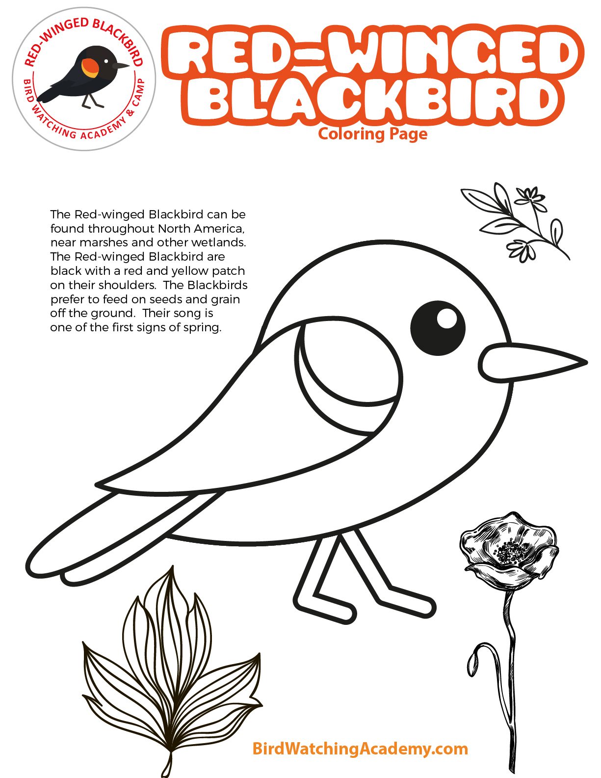 Red-winged Blackbird Coloring Page – My Store