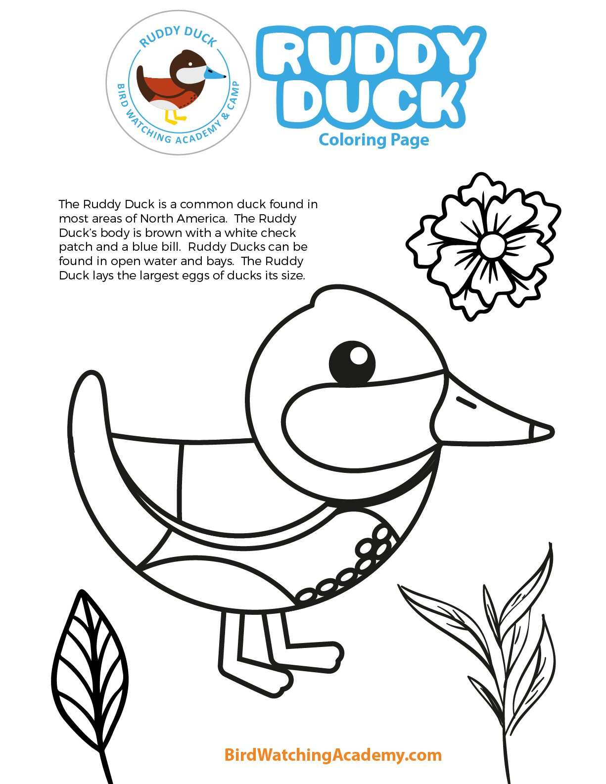 Ruddy Duck Coloring Page – My Store