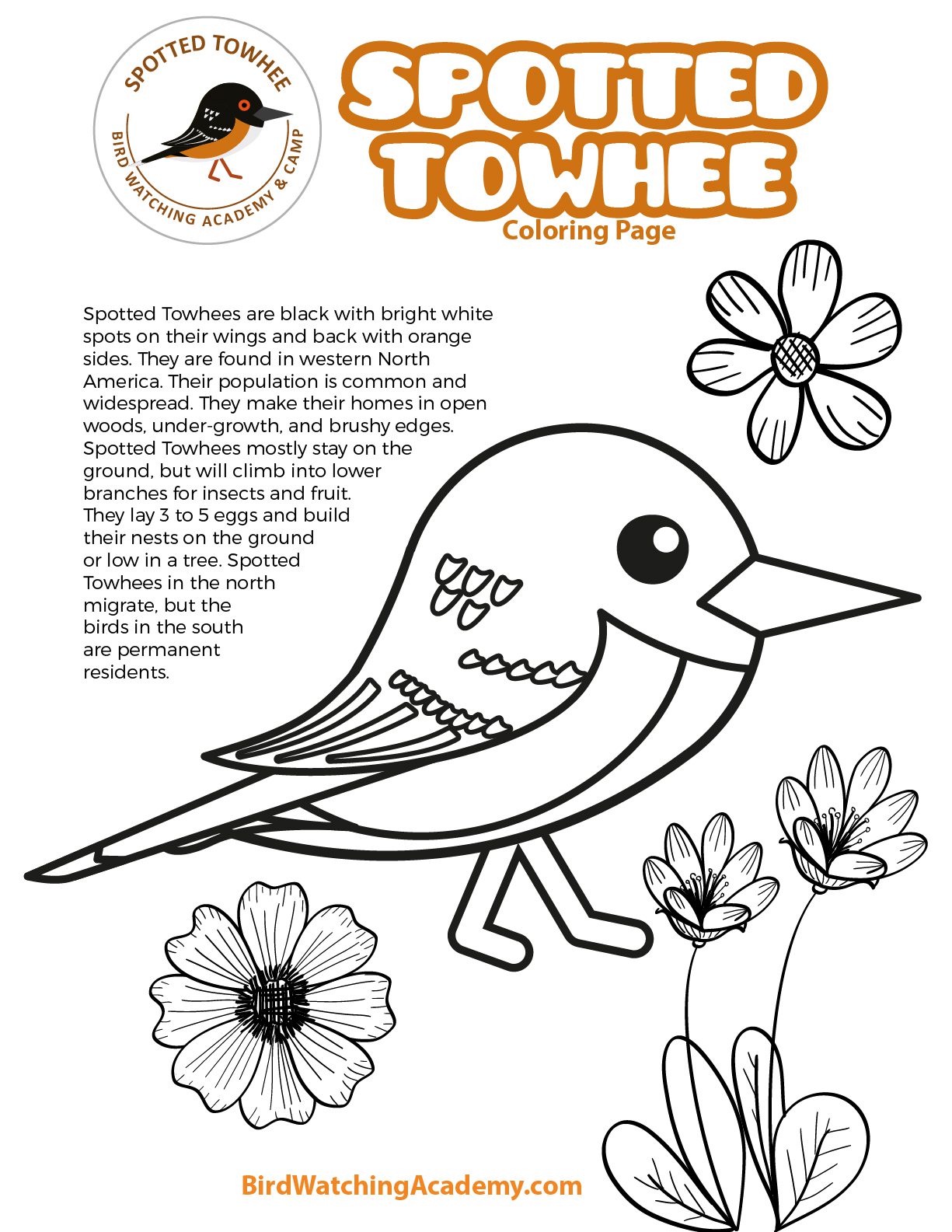 Spotted Towhee Coloring Page – My Store