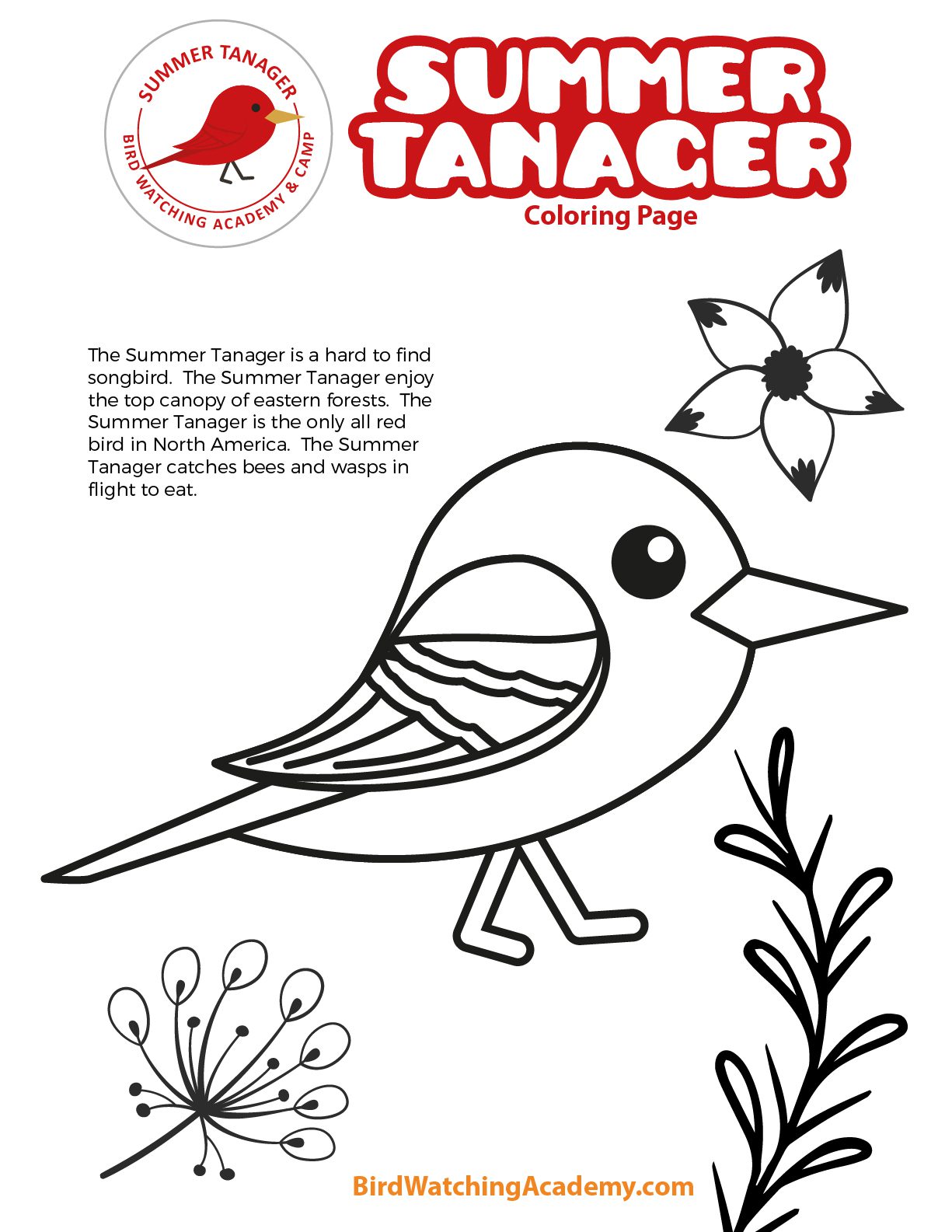 Summer Tanager Coloring Page – My Store