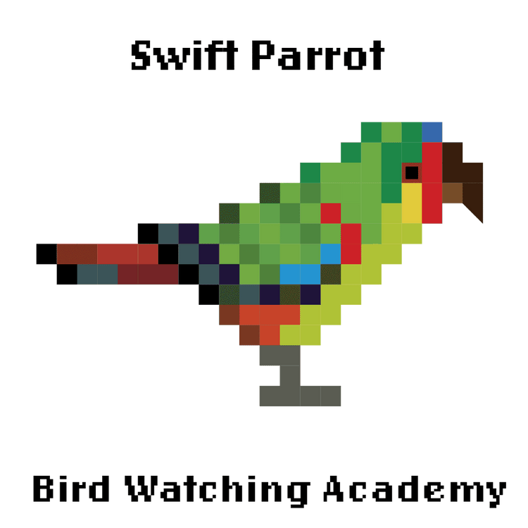 10 Amazing Facts about Swift Parrots – My Store