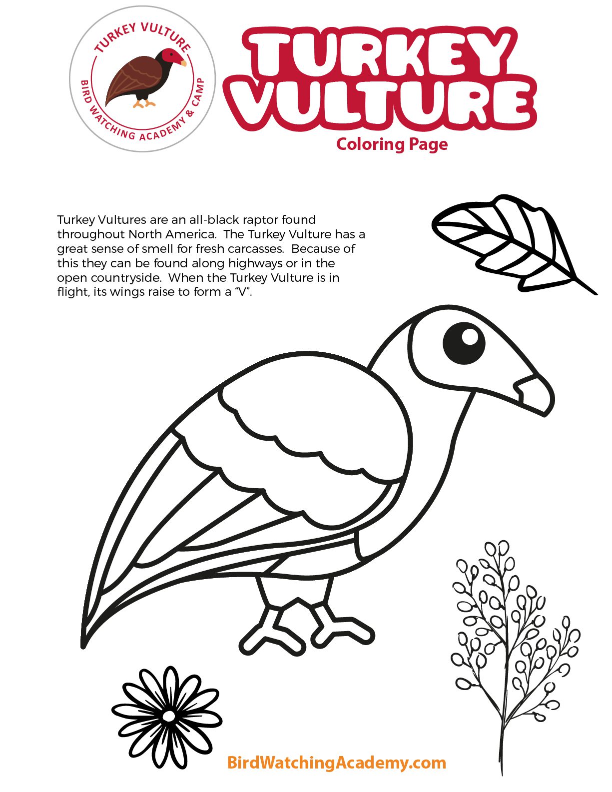 Turkey Vulture Coloring Page – My Store