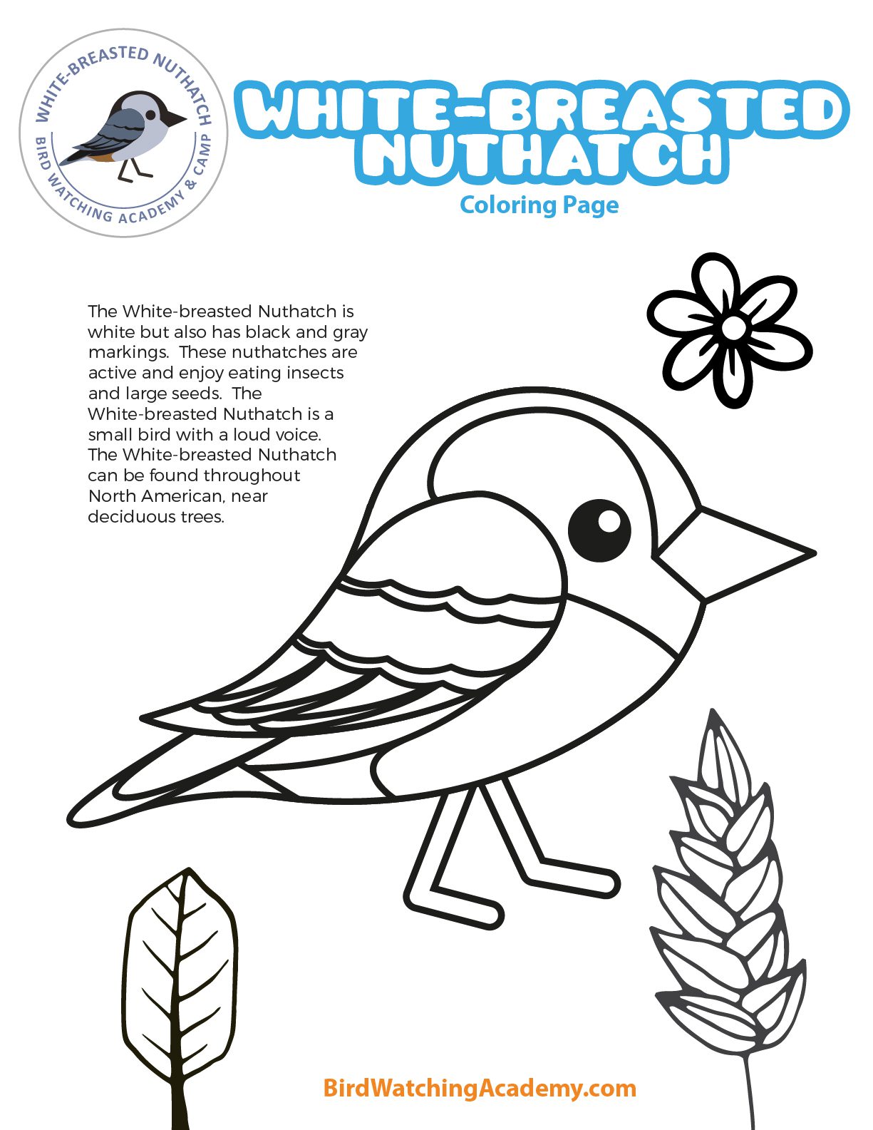 White-breasted Nuthatch Coloring Page – My Store