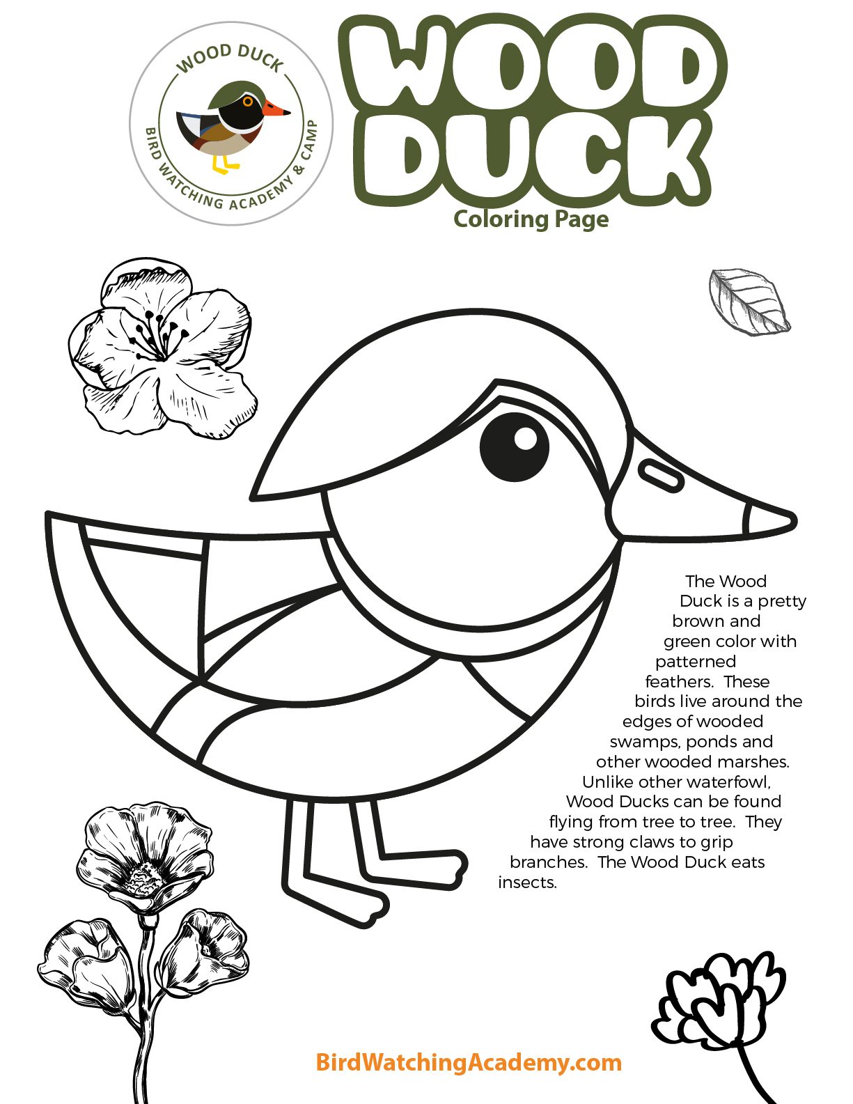 Wood Duck Coloring Page – My Store