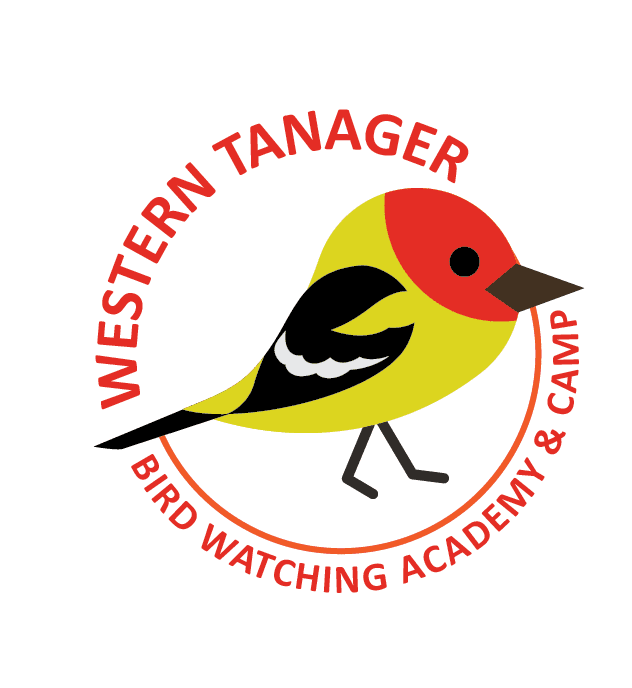 Western Tanager – My Store