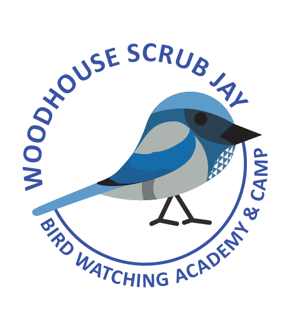 Woodhouse Scrub Jay – My Store