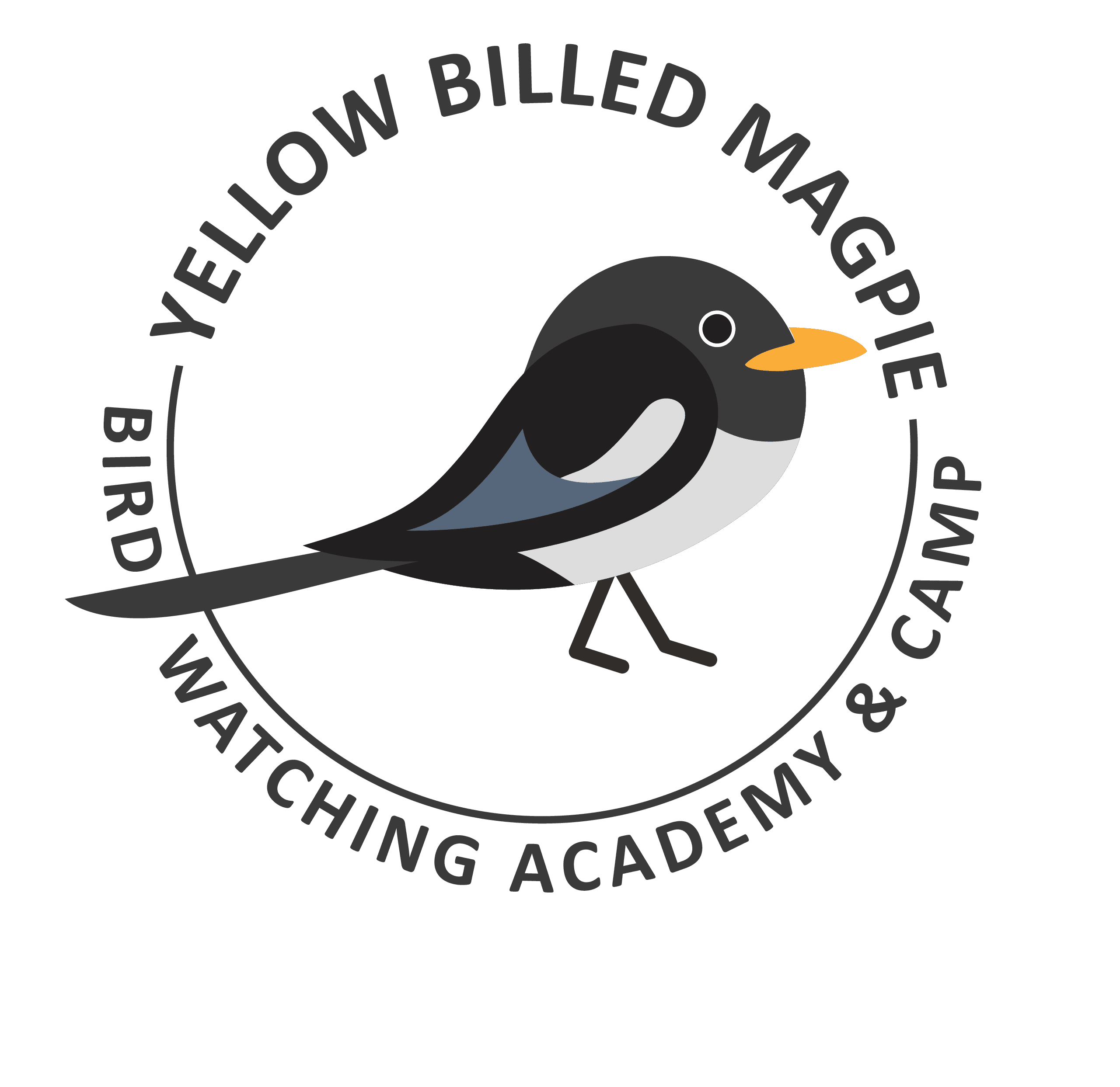 Yellow-Billed Magpie – My Store